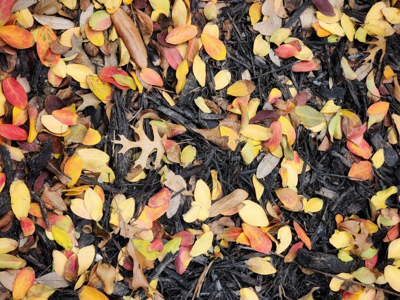Autumn Leaves on the Ground in Vibrant Fall Colors Stock Image - Image ...