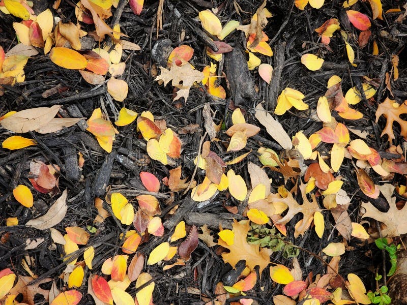 Autumn Leaves on the Ground in Vibrant Fall Colors Stock Photo - Image ...