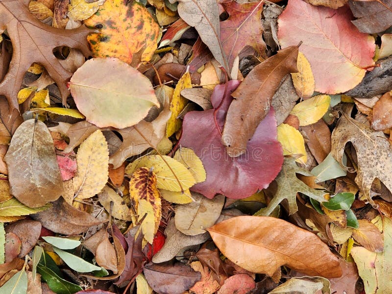 Autumn Leaves on the Ground in Vibrant Fall Colors Stock Image - Image ...