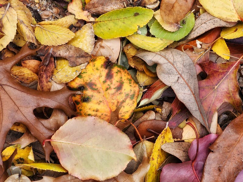 Autumn Leaves on the Ground in Vibrant Fall Colors Stock Photo - Image ...