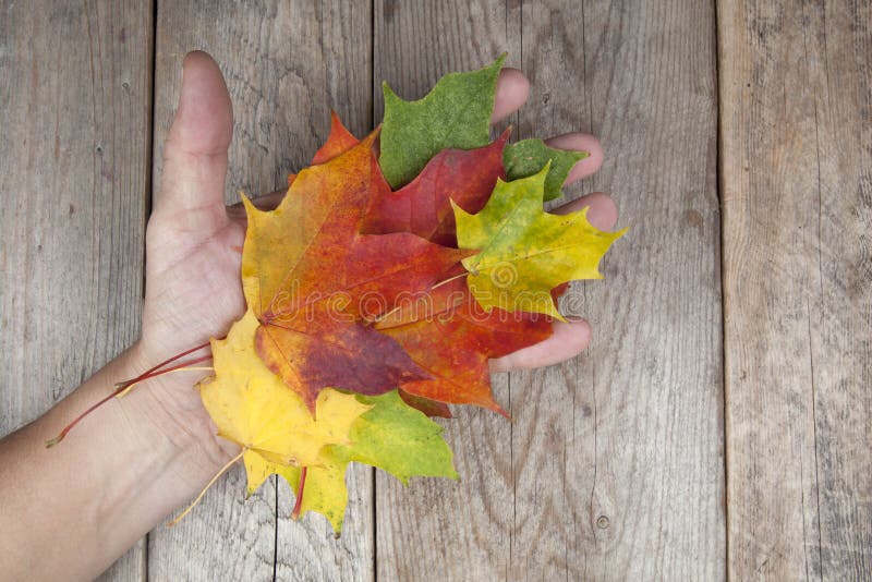 Autumn leaves on a hand stock image. Image of group, grunge - 21599819