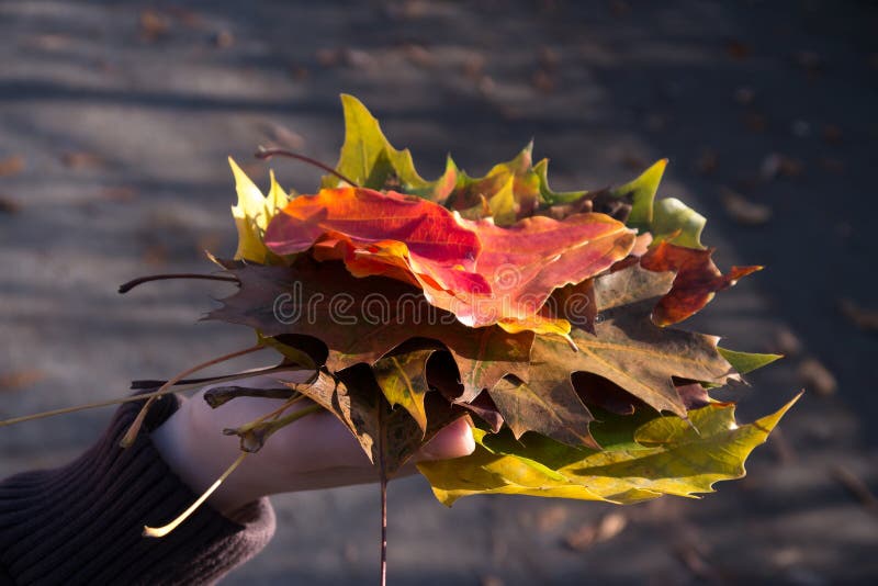 Autumn leaves in hand stock photo. Image of repose, relaxation - 37698842