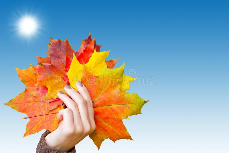 Autumn leaves in the hand stock image. Image of energy - 45651797