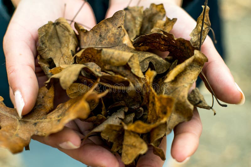 Autumn leaves in hand stock photo. Image of hand, natural - 106895982