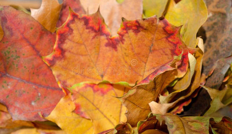 Autumn Leaves in Hand Like Fan Background. Side View Stock Photo ...