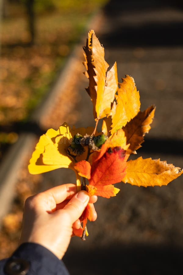 Autumn leaves in the hands stock photo. Image of orange - 296308034