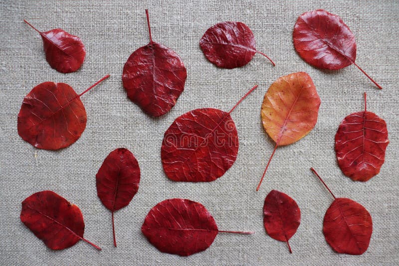 Autumn Leaves on a Dark Fabric Background. Stock Image - Image of ...