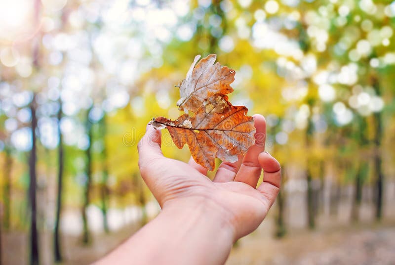 Autumn leaves in the hands stock photo. Image of space - 46639054