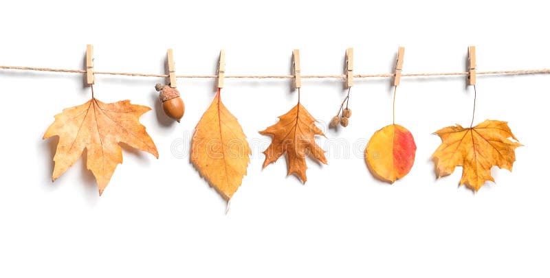Autumn Leaves Hanging on Rope Against White Background Stock Image ...
