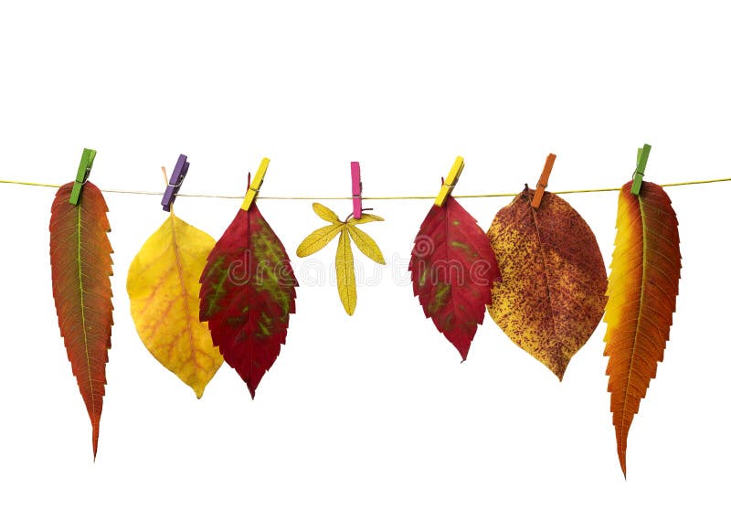 The Autumn Leaves Hanging on a Rope Close-up Stock Image - Image of ...