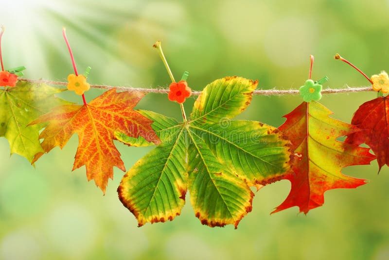 Autumn Leaves Hanging on a Rope in a Park Stock Photo - Image of fallen ...