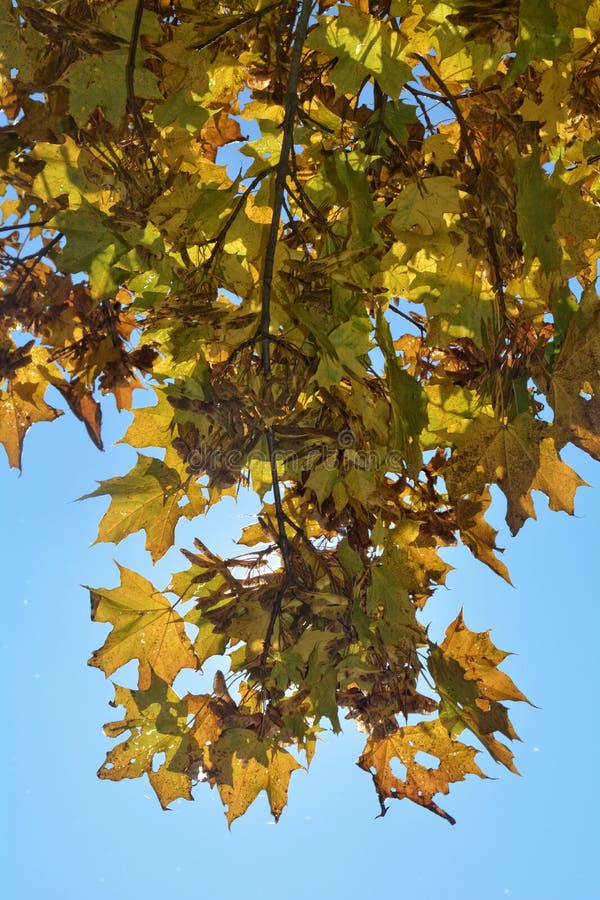 Autumn Leaves Hanging on Tree Branch with Sky Stock Image - Image of ...