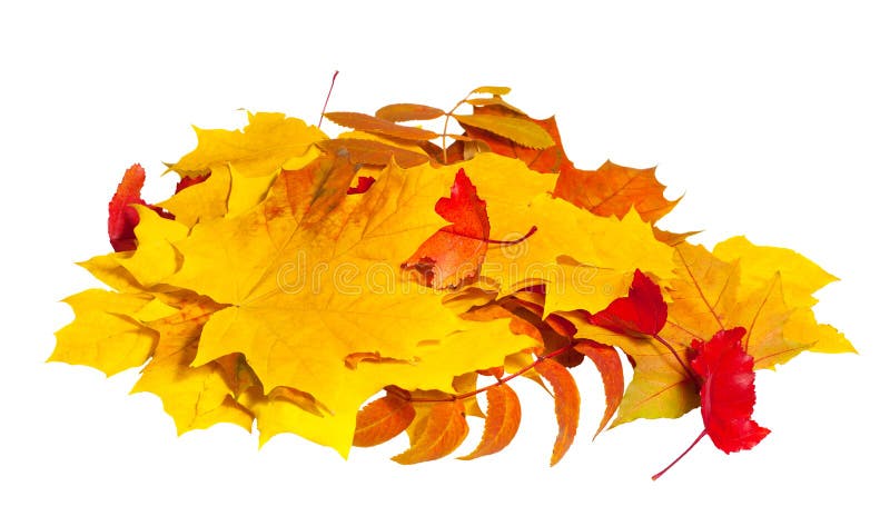 Heap Of Autumn Leaves Isolated Stock Image - Image of leaf, isolated ...