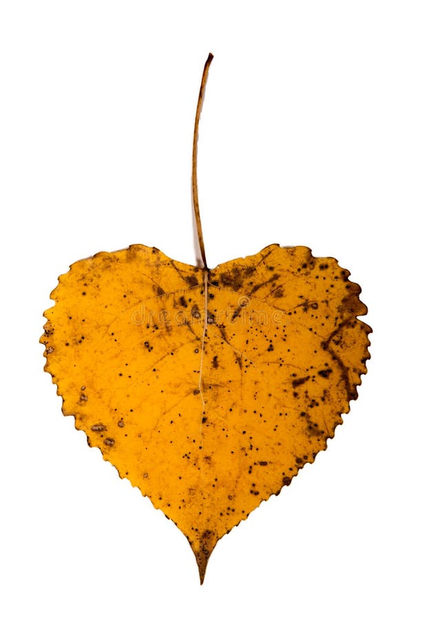 Autumn Leaves Heart-shaped Isolated On White Stock Image - Image of ...