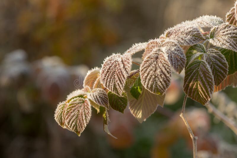 Autumn Leaves in Hoarfrost after Freezing Stock Photo - Image of white ...