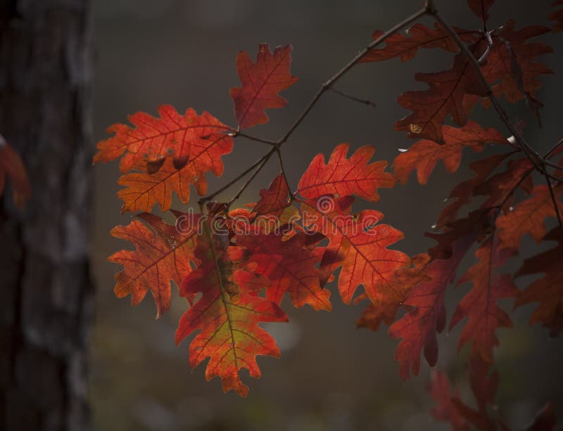 Autumn Leaves stock image. Image of background, changing - 81710367