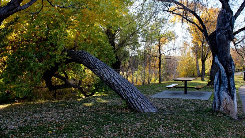 Autumn Leaves and a Horizontal Tree Stock Image - Image of landscape ...