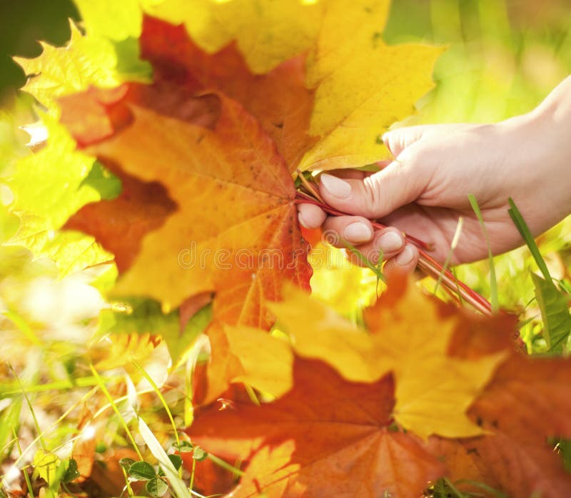 Autumn Leaves in Human Hand Stock Image - Image of nature, beauty: 11330605