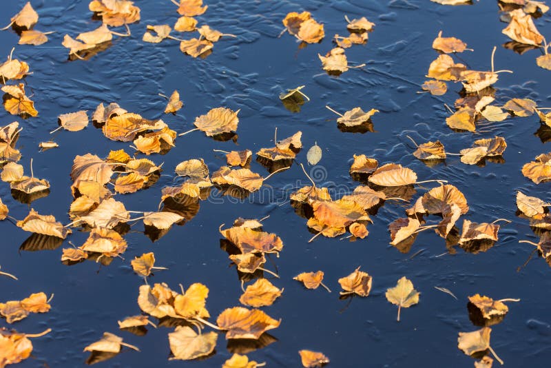 Autumn leaves on the ice stock photo. Image of sunlight - 71888736
