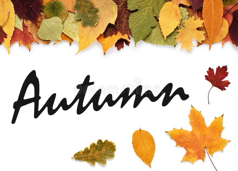 Autumn Leaves and Inscription Autumn on White Background or Space for ...