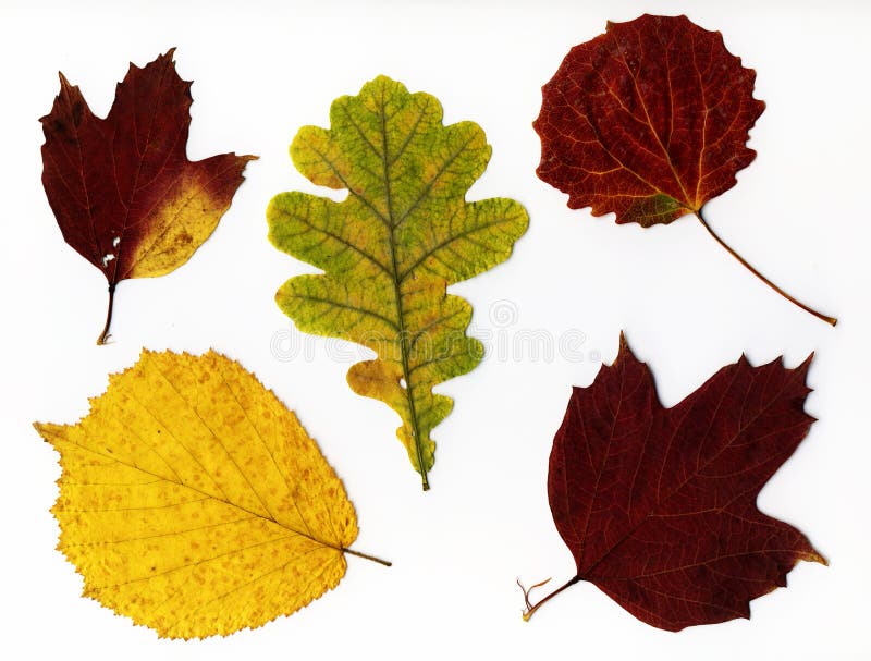 Autumn leaves, isolated stock photo. Image of green, multi - 3326062