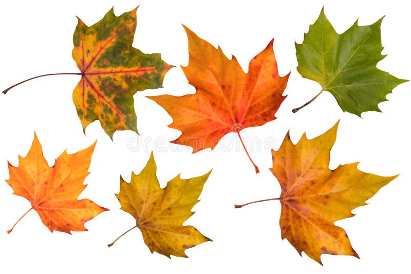 Autumn leaves (isolated) stock photo. Image of nature - 44281796