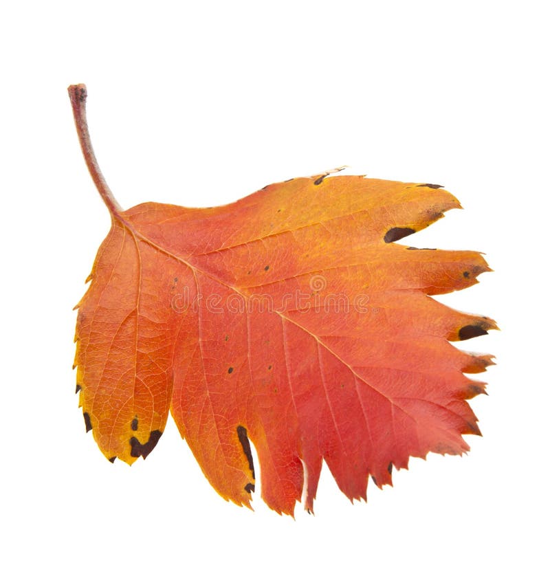 Autumn Leaves Isolated on White Background Stock Photo - Image of ...