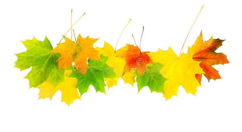 Autumn Leaves Isolated on a White Background Stock Image - Image of ...