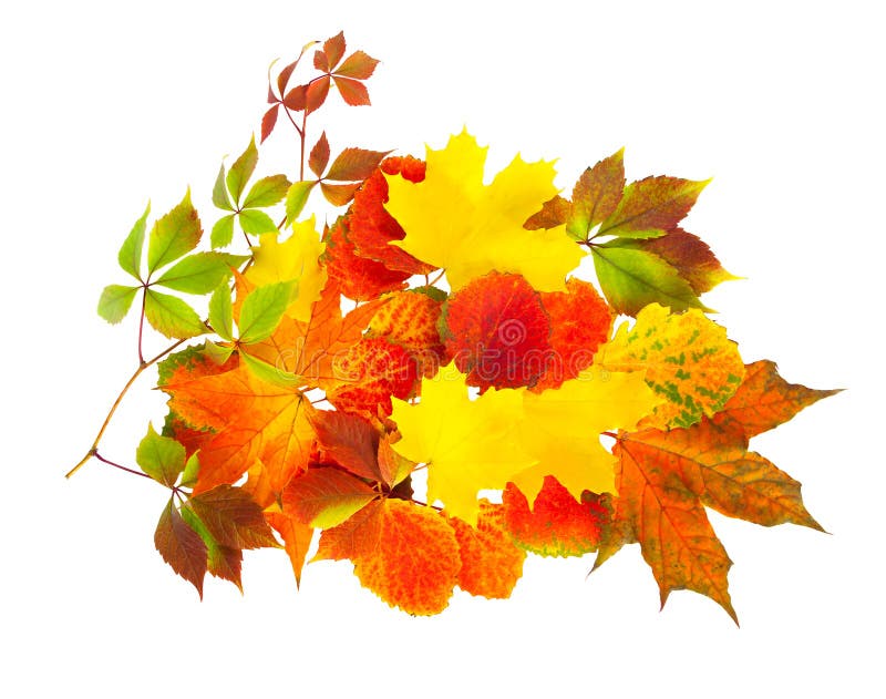 Autumn Leaves Isolated On A White Background Stock Image - Image of ...
