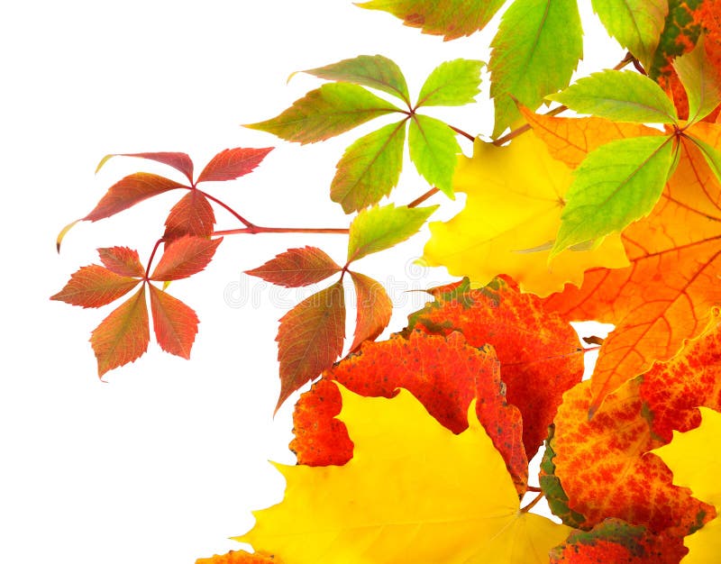 Autumn Leaves Isolated on a White Background Stock Photo - Image of ...
