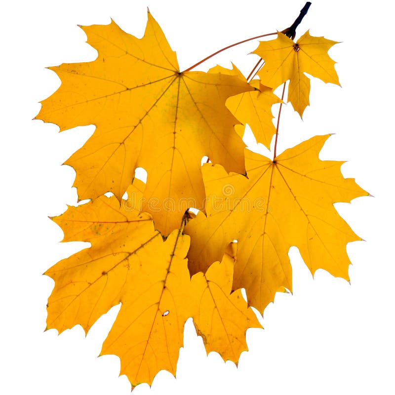 Autumn Leaves Isolated on White Background Stock Image - Image of gold ...