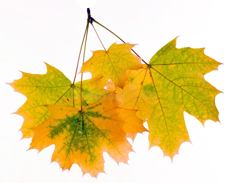 Autumn Leaves Isolated on White Background Stock Image - Image of ...
