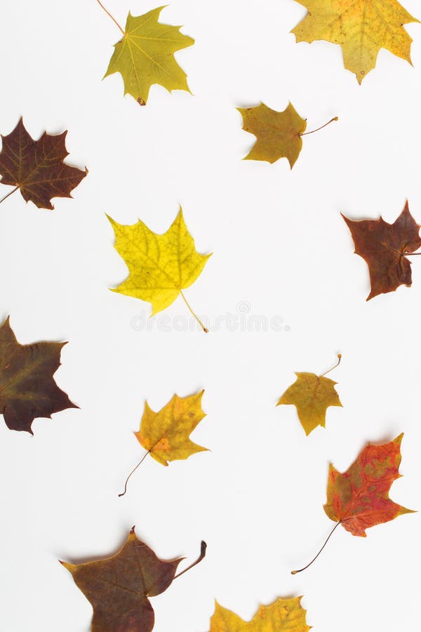 Autumn Leaves Isolated on White Background. Autumn Leaves Background ...