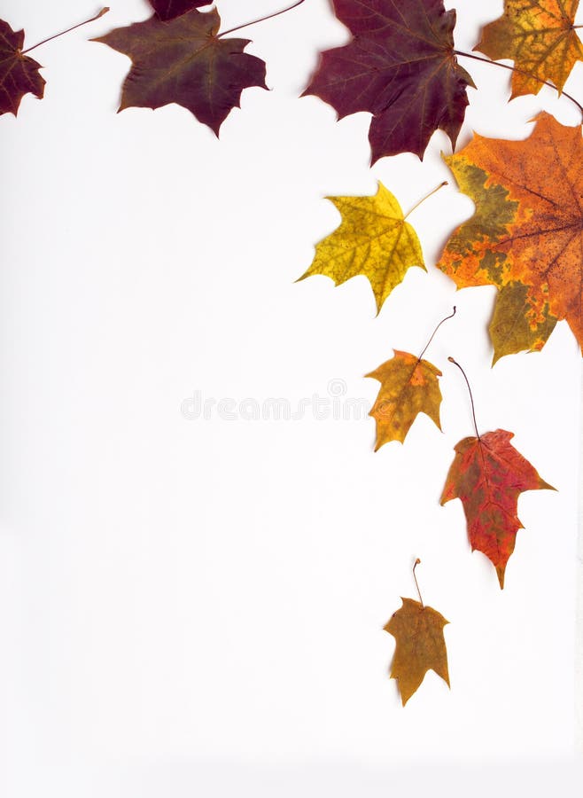 Autumn Leaves Isolated on White Background. Autumn Leaves Background ...