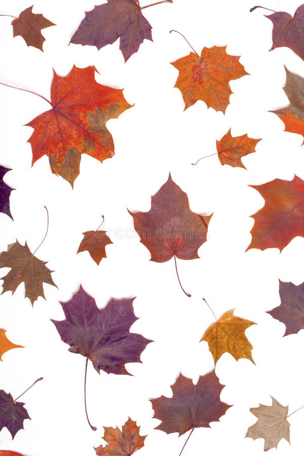 Autumn Leaves Isolated on White Background. Autumn Leaves Background ...