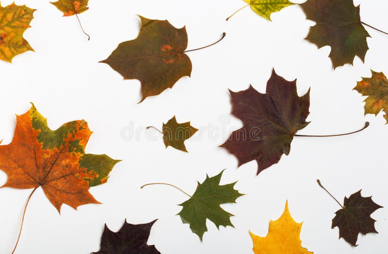 Autumn Leaves Isolated on White Background. Autumn Leaves Background ...