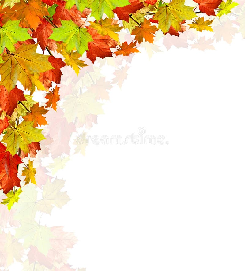 Autumn Leaves Isolated on White Background Stock Photo - Image of leaf ...