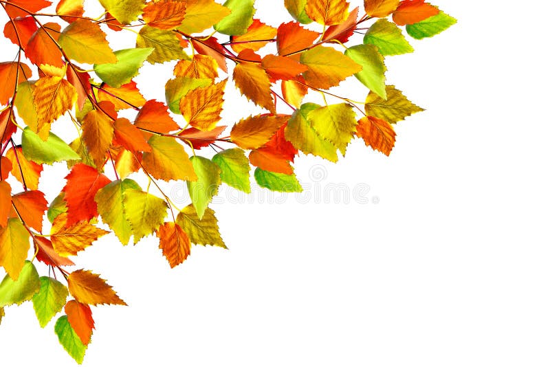 Autumn Leaves Isolated on White Background. Stock Photo - Image of leaf ...
