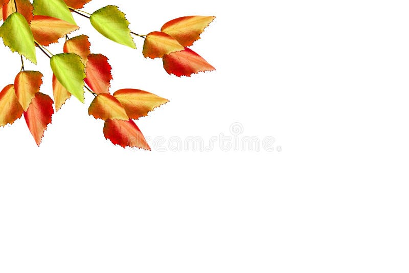 Autumn Leaves Isolated on White Background. Stock Photo - Image of ...