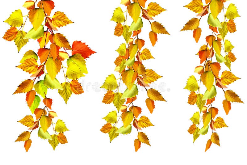 Autumn Leaves Isolated on White Background. Stock Image - Image of ...