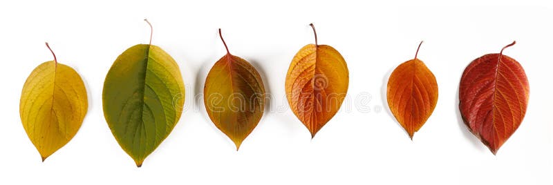Autumn Leaves Isolated on White Stock Image - Image of environmental ...
