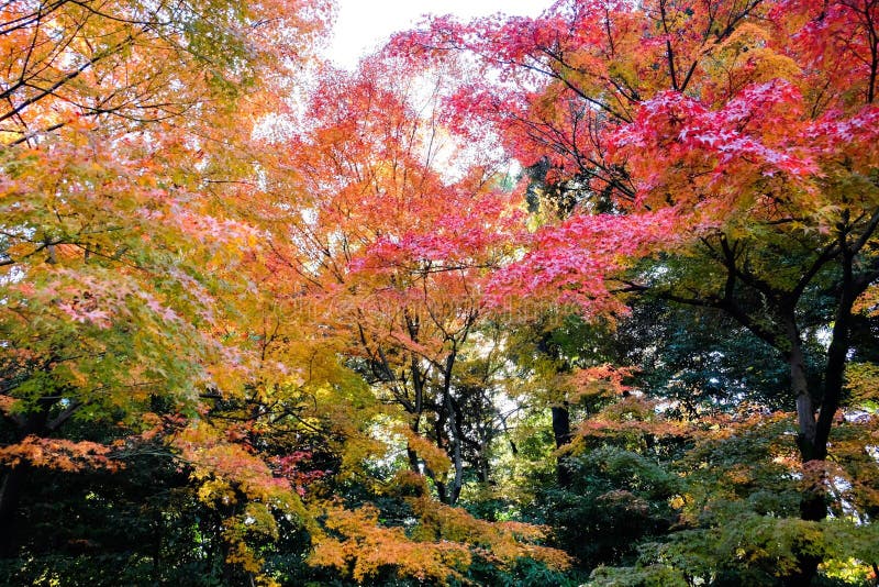 Autumn leaves in Japan stock photo. Image of color, yellow - 82805858