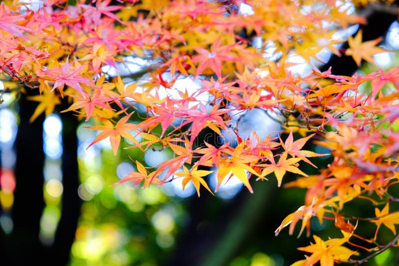 Autumn leaves in Japan stock photo. Image of japan, maple - 82805600
