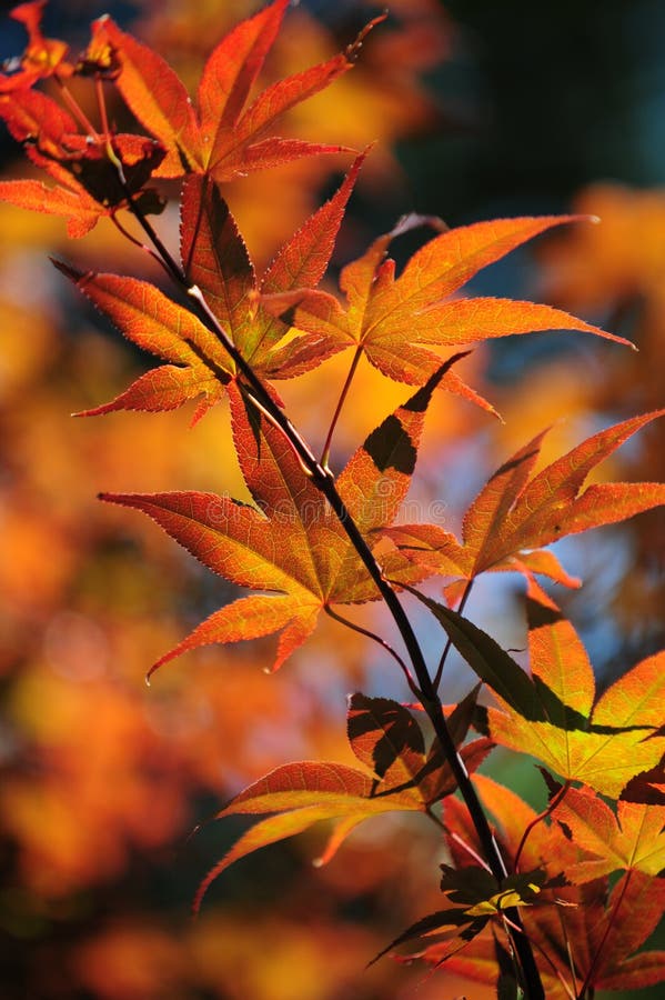 Autumn Leaves of Japanese Maple Tree Stock Image - Image of maple ...