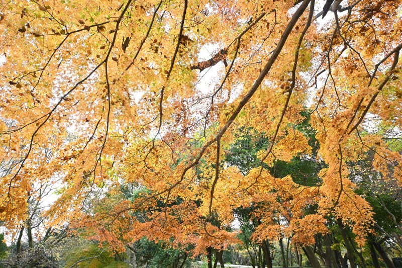 The Autumn Leaves of the Japanese Maple Tree. Stock Photo - Image of ...