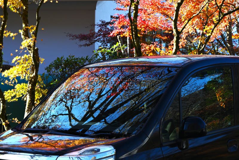 The Autumn Leaves of the Japanese Maple Tree. Stock Photo - Image of ...