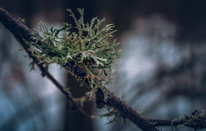 Autumn leaves stock photo. Image of fall, leaf, moss - 141969136