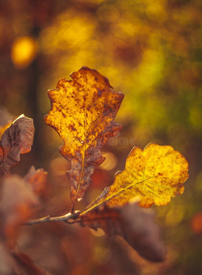 Autumn leaves stock photo. Image of autumn, moss, plant - 265347638