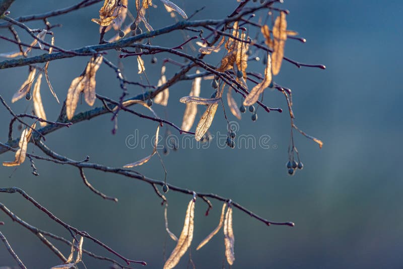 Autumn leaves stock photo. Image of branch, closeup - 283625710