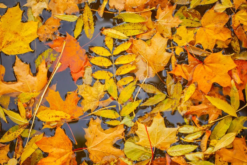 Autumn Leaves on the Water. Autumn Landscape Stock Photo - Image of ...